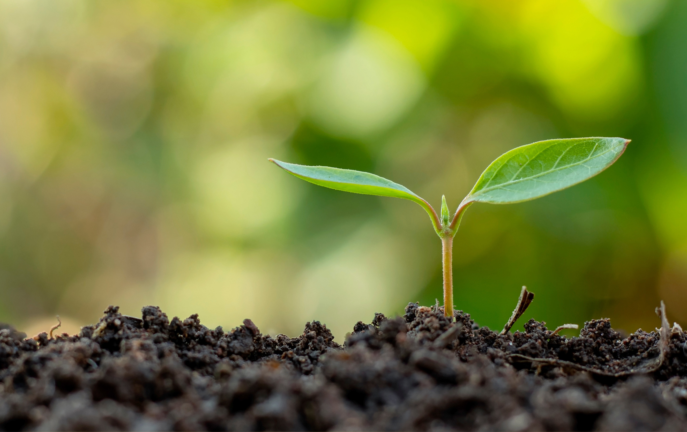 Aveo's Sustainability Report to Mother Nature.