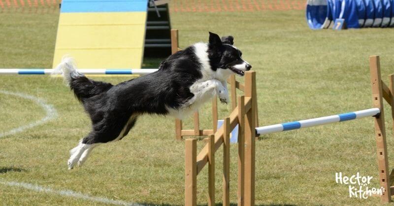 Agility pour chien : Boostez sa forme et sa confiance