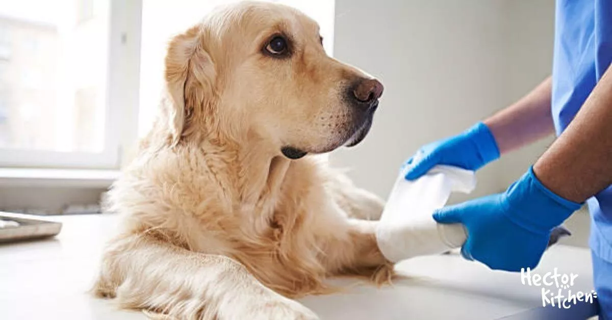 Kyste chez le chien : causes, types et options de traitement