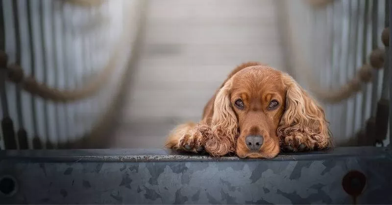 Chien de chasse : Les races idéales pour les amateurs de chasse