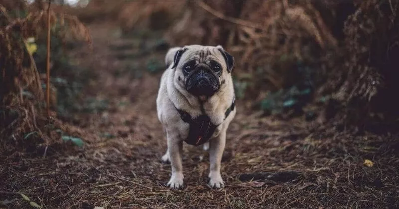 Top 50 des races de chiens préférées des Français