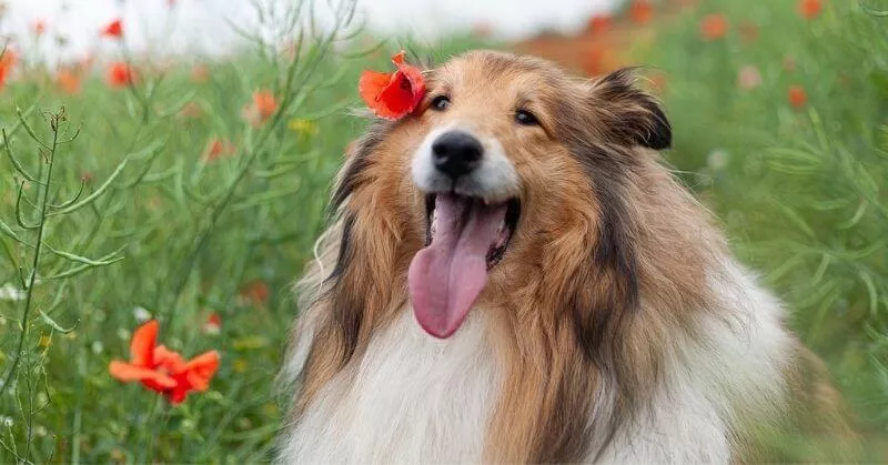 Race de chien Berger : Tout ce que vous devez savoir