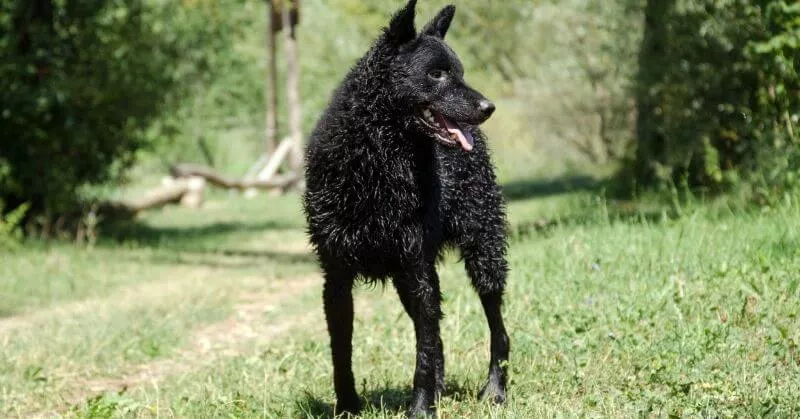 Race de chien Berger : Tout ce que vous devez savoir