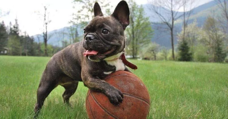 Races de chien calmes : Tout ce que vous devez savoir