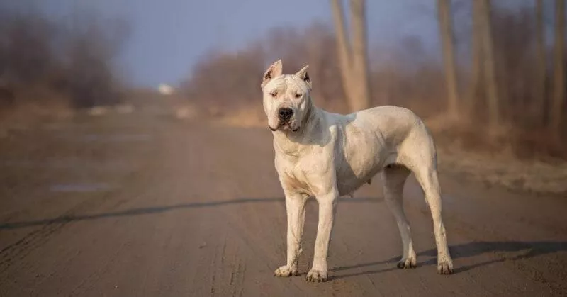 Race de chien molosse : Découvrez les géants au cœur tendre
