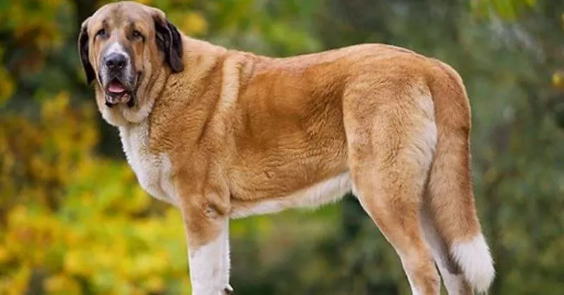 Race de chien molosse : Découvrez les géants au cœur tendre