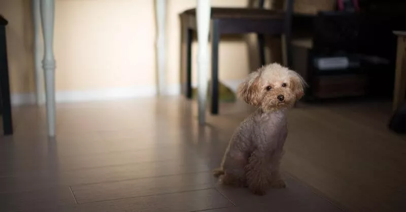 Chiens nains : découvrez les races adorables et minuscules