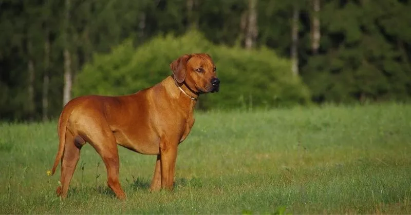 Race de gros chien : Découvrez les géants à quatre pattes