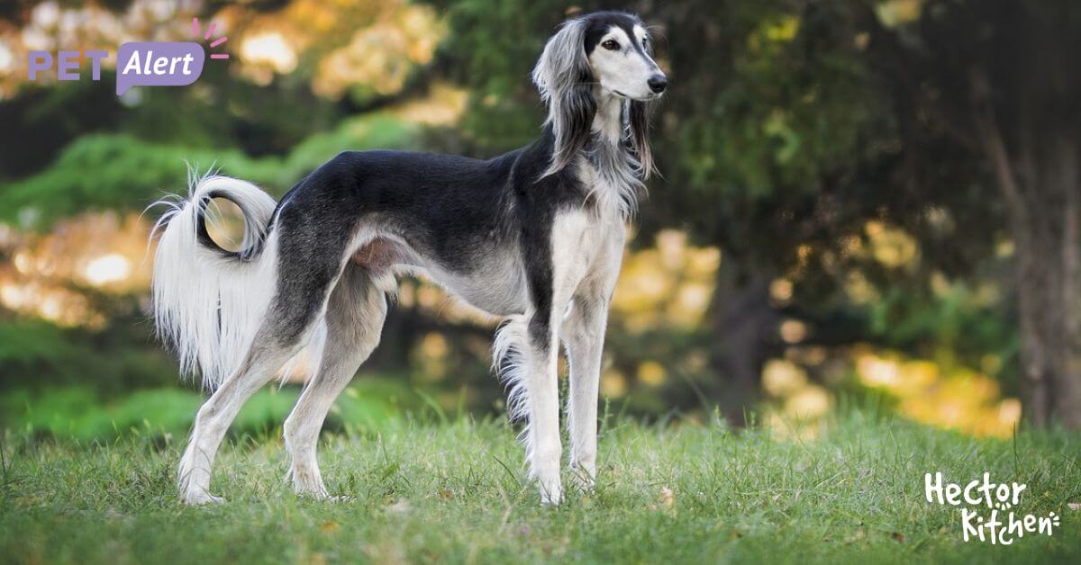 Pet Alert : Le réseau de retrouver les chiens & chats perdus