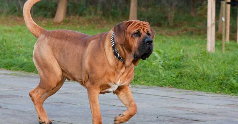 Tosa | Un chien courageux, protecteur et puissant