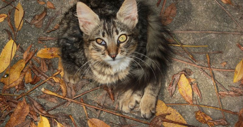 Conjonctivite chez le chat : symptômes, causes et soins