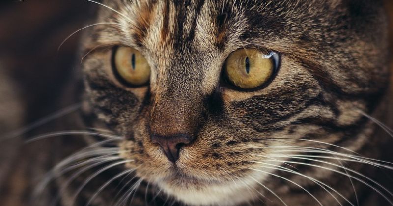 Conjonctivite chez le chat : symptômes, causes et soins