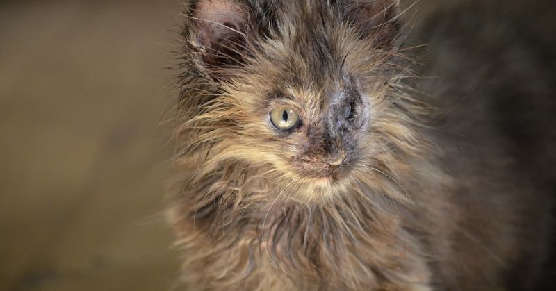 Coryza chez le chat : symptômes, causes et traitements