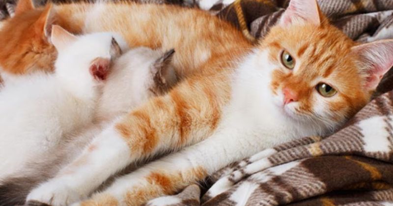 Gestation du chat : tout savoir