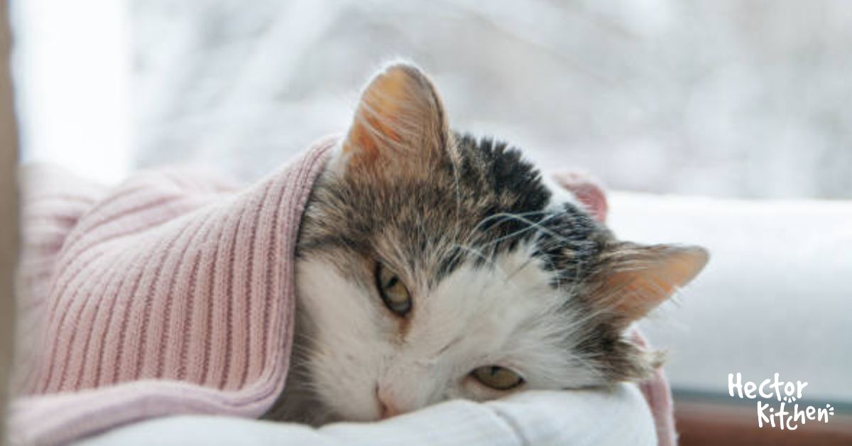 Maladies du chat : tout savoir [GUIDE 2023]