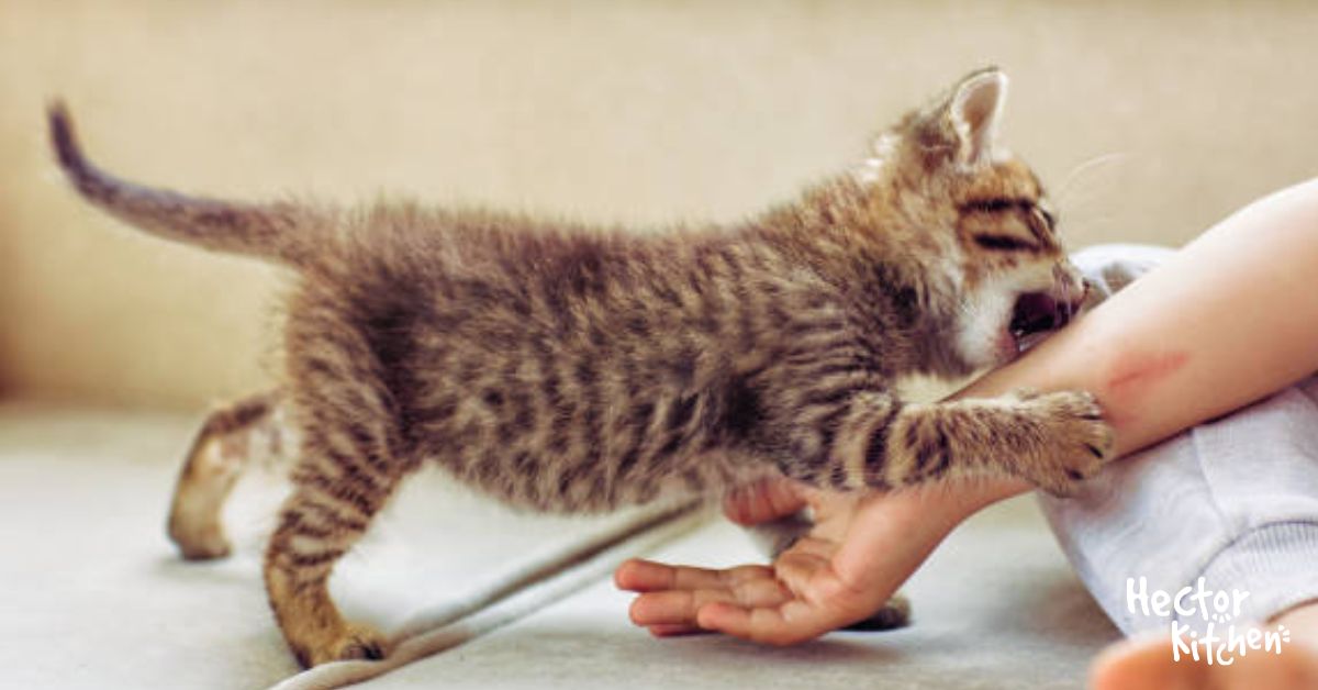 Maladie des griffes du chat : tout savoir