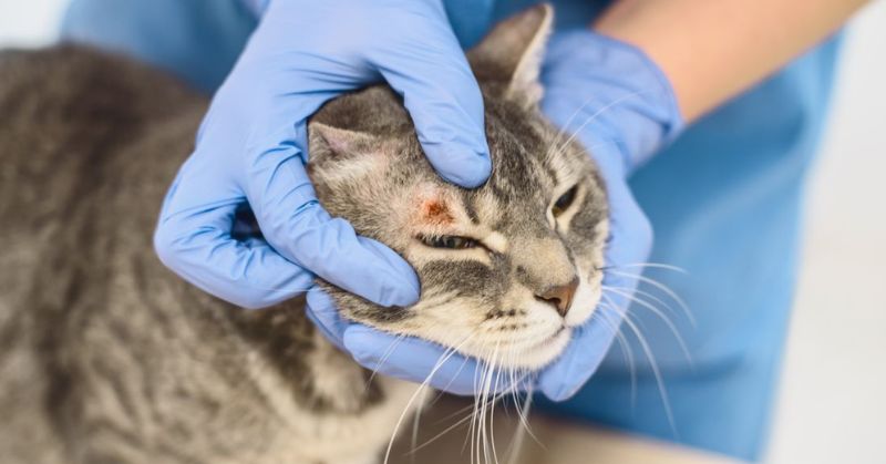 Teigne chez le chat : tout savoir