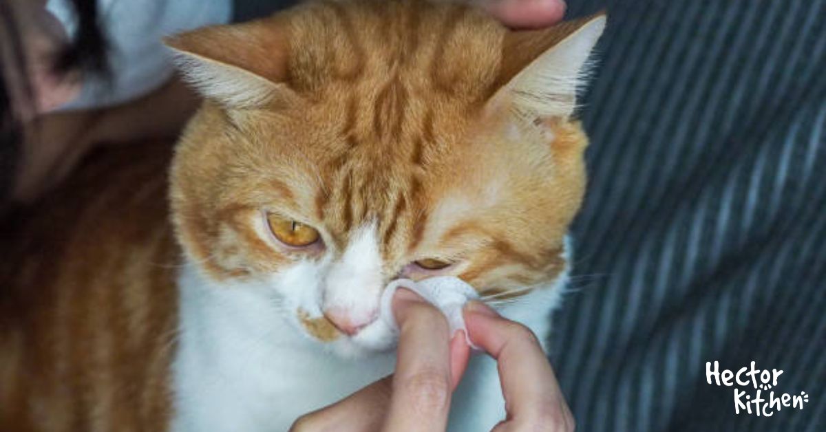 Uvéite chez le chat : comment la soigner