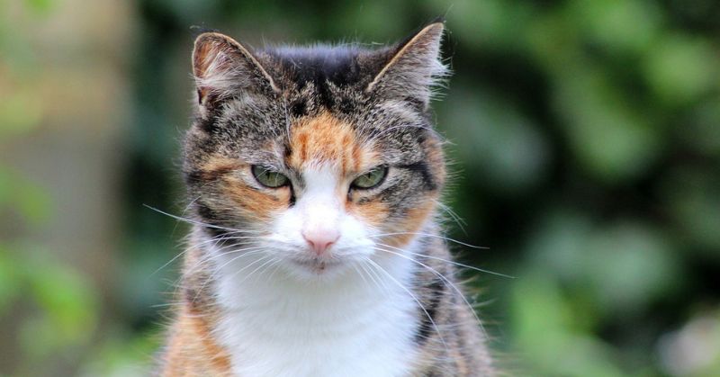 Comment calculer l'âge humain de mon chat