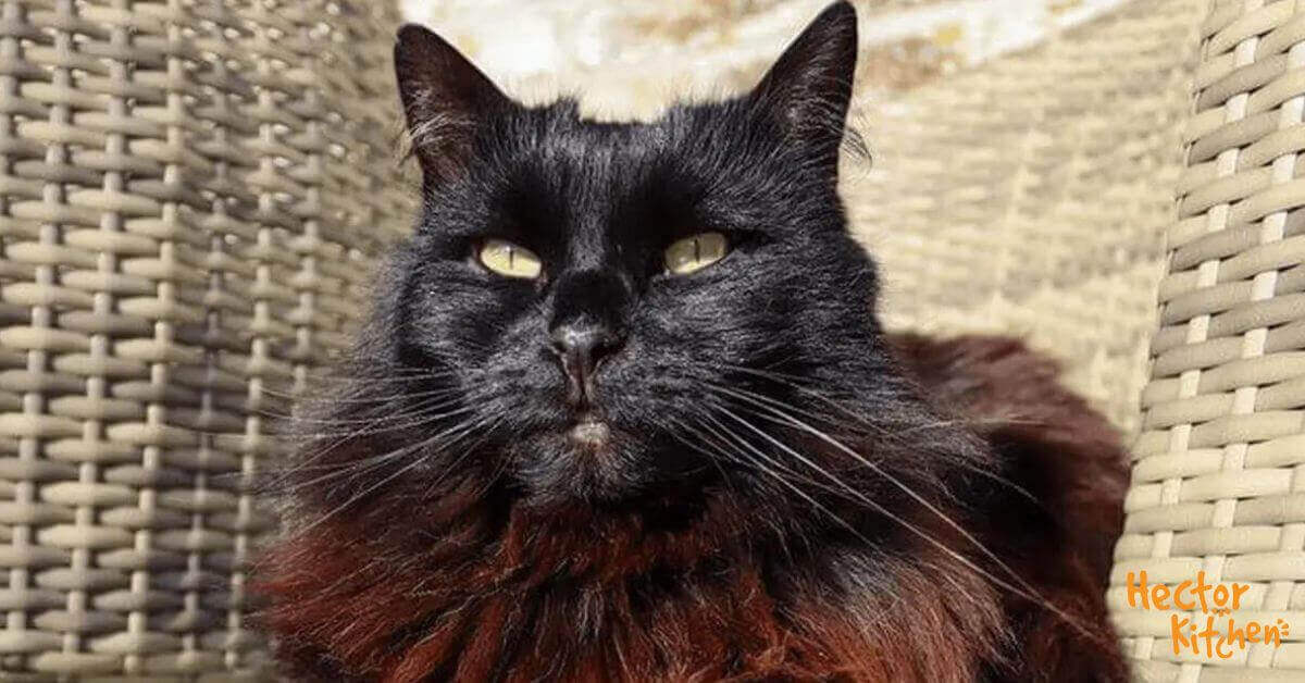 York chocolat | Chat doux et gourmand