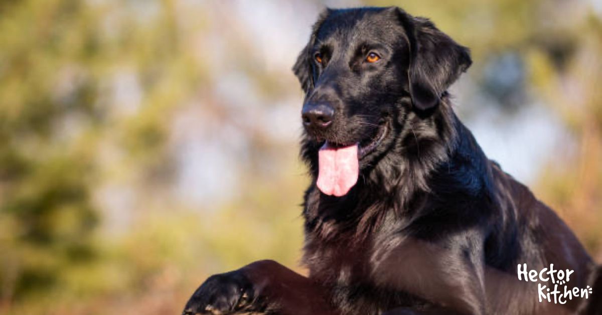 Croquettes pour Flat-coated Retriever