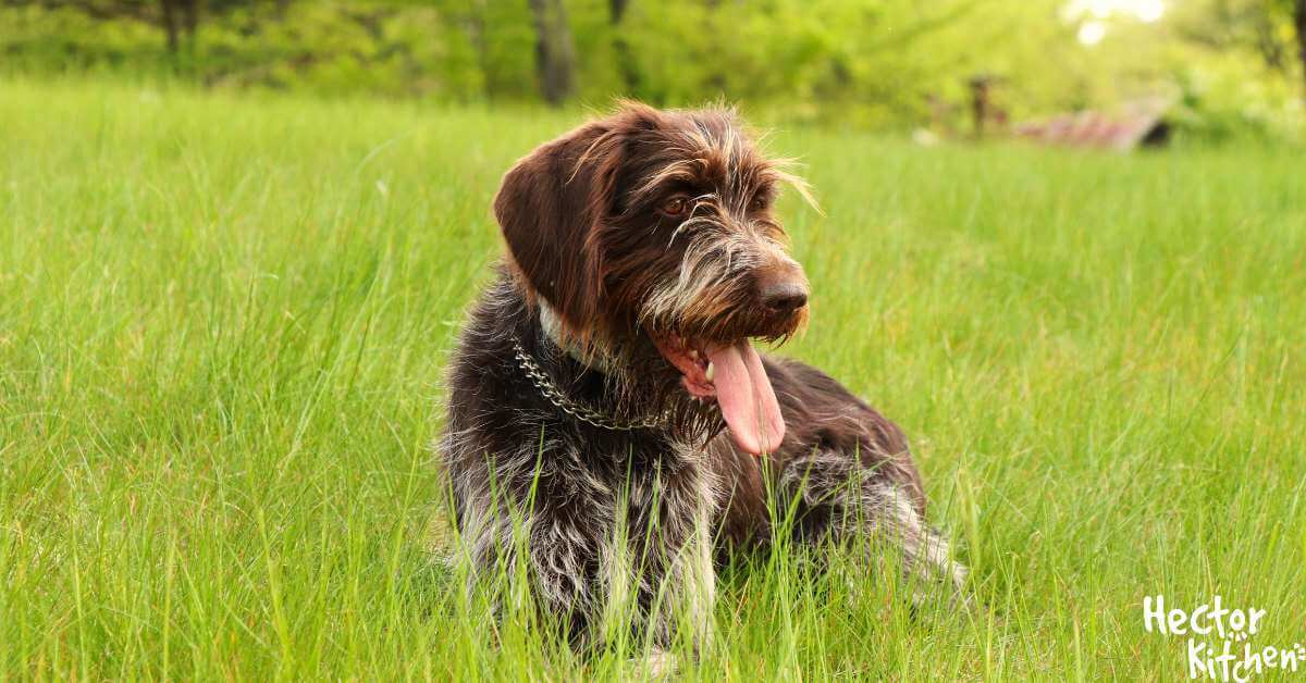 Barbu Tchèque | Chien intelligent, loyal aux origines