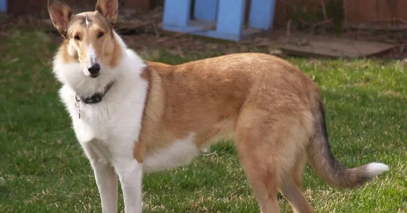 Colley à Poil Court | Chien gracieux et attentif