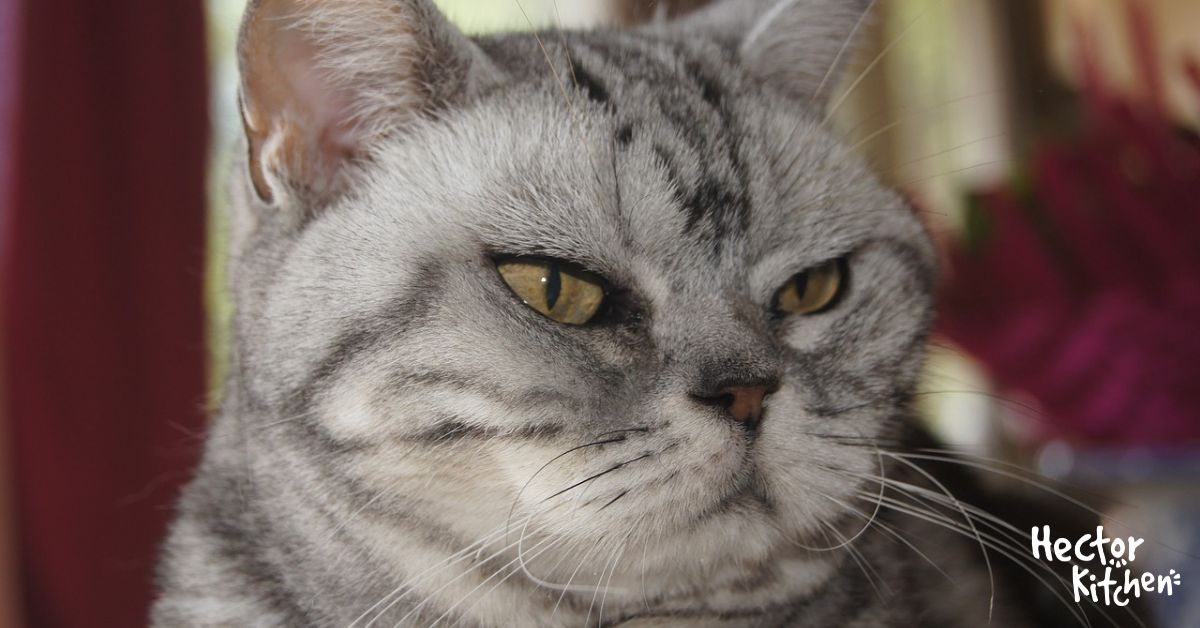 American Shorthair | Chat vif, intelligent et affectueux