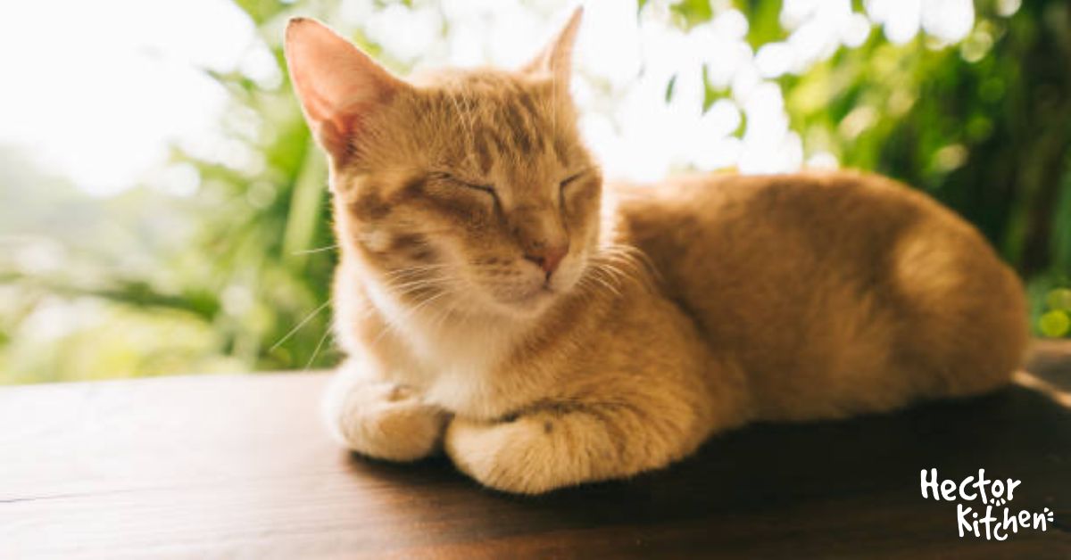 Ceylan | Chat exotique, intelligent et joueur