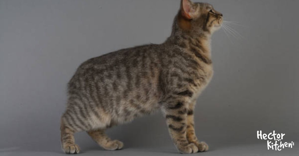 Manx | Chat sans queue, attachant et intelligent