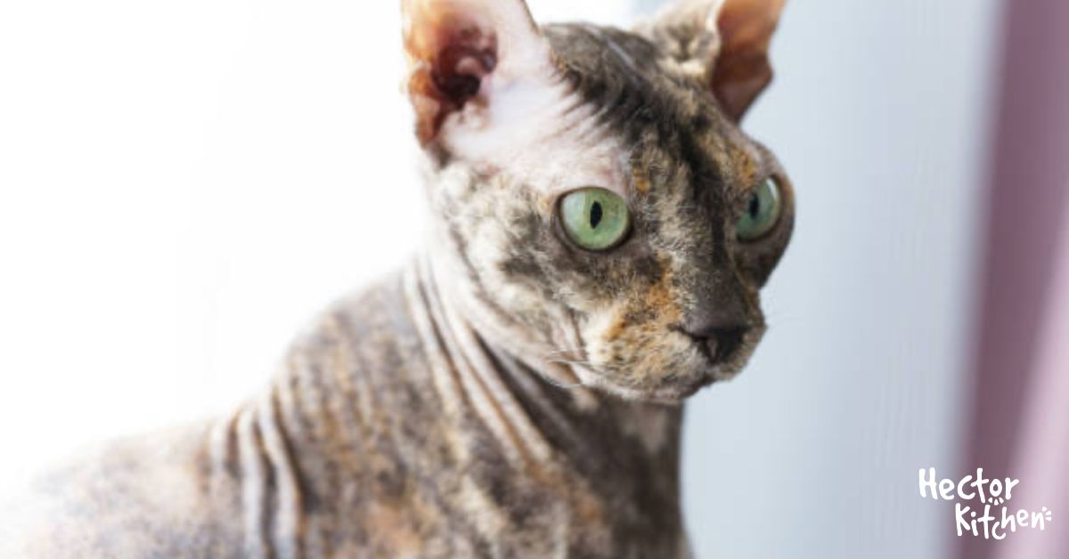 Donskoy | Chat nu, affectueux et fascinant