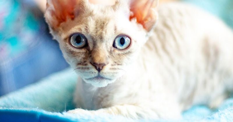 German Rex | Chat charmant, doux et captivant