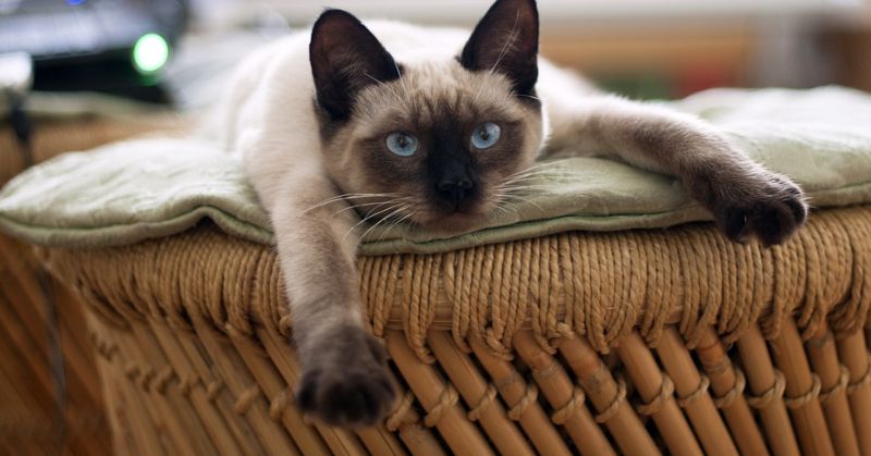 Thai | Chat élégant et plein de caractère