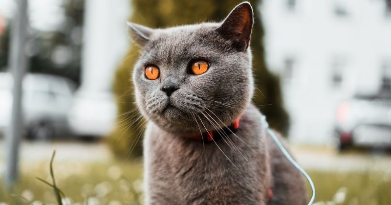 Découvrez les Chats Nains : Races Compactes et Charmantes