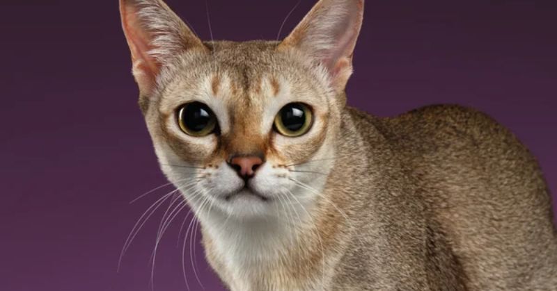 Découvrez les Chats Nains : Races Compactes et Charmantes