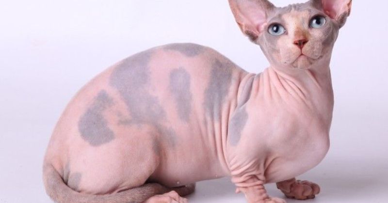 Découvrez les Chats Nains : Races Compactes et Charmantes