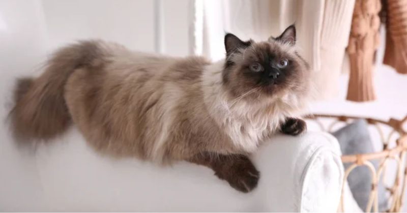 Découvrez les Chats Nains : Races Compactes et Charmantes