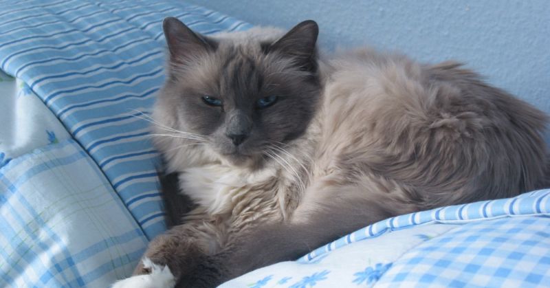 Les Races de Chats à Poil Long : Élégance et Douceur