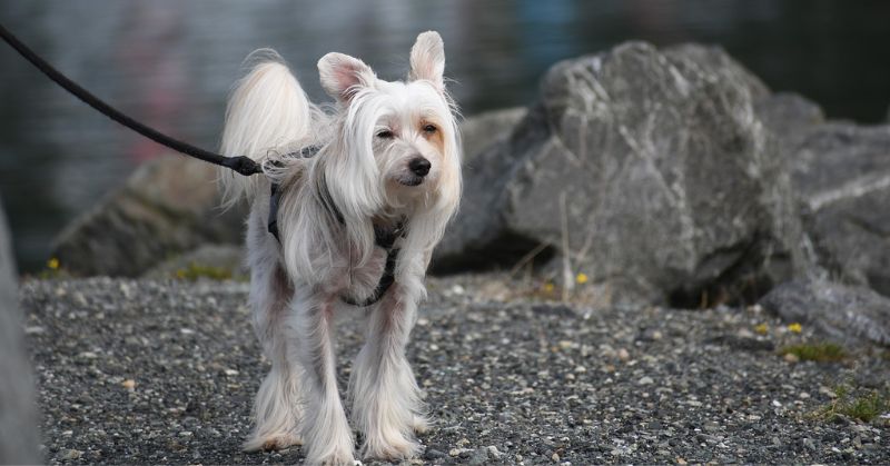 Les Chiens Moche : Un Amour de Race