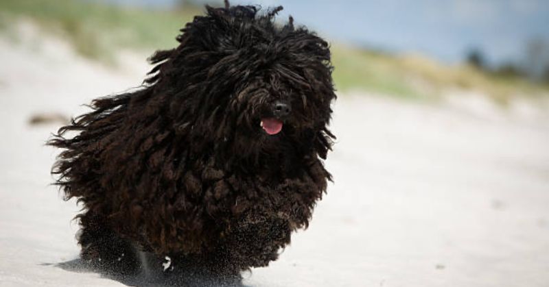 Croquettes pour Puli