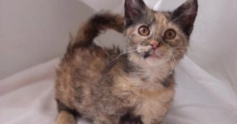 Skookum | Un chat unique aux allures de peluche