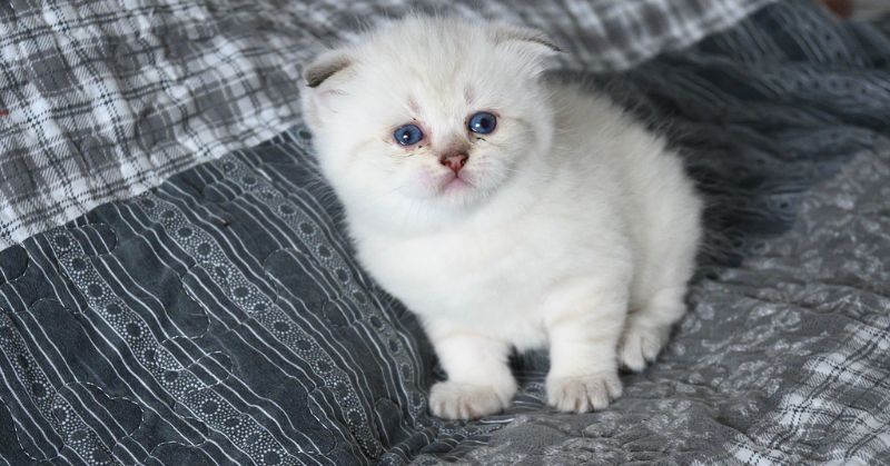 Chats Blancs : Guide Complet des Races