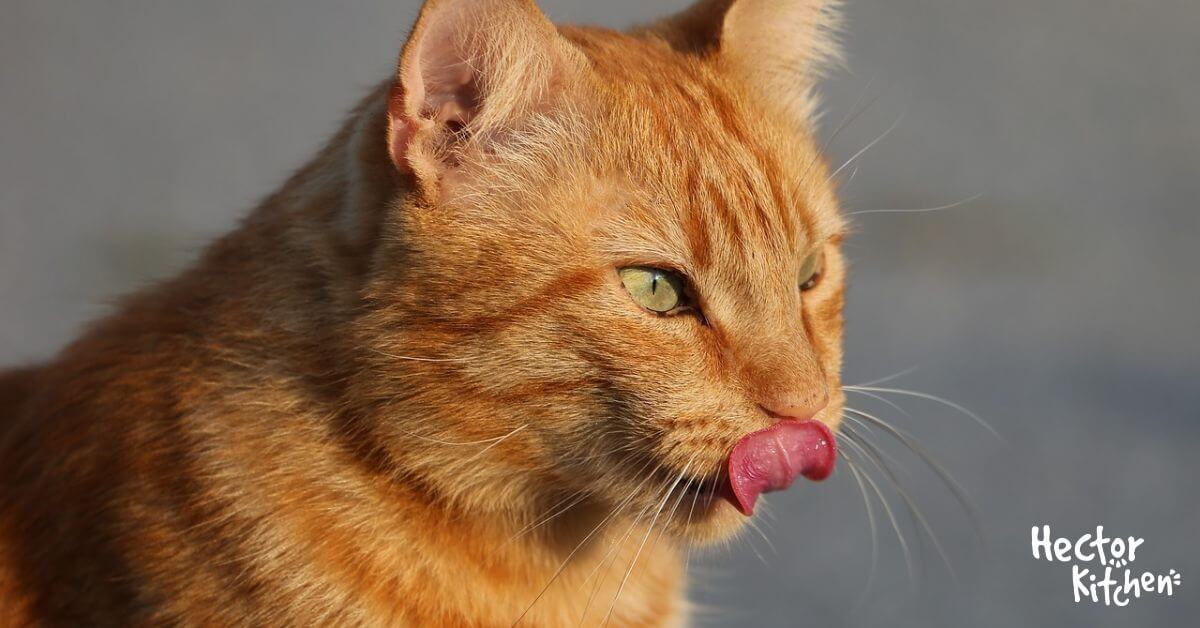 Chat Roux : Beauté Flamboyante et Soins Spécifiques