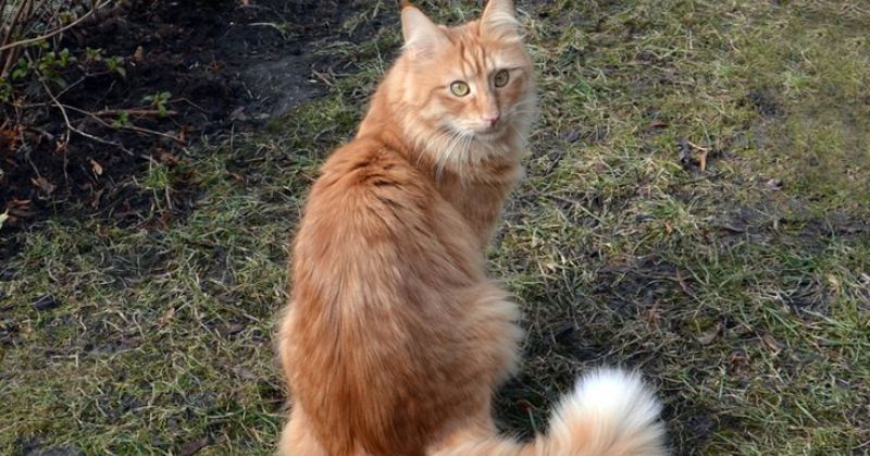 Chat Roux : Beauté Flamboyante et Soins Spécifiques