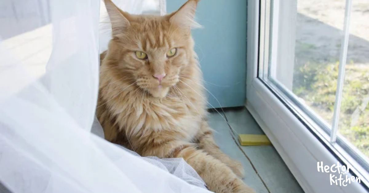 Grand Chat : Guide Complet des Races Géantes