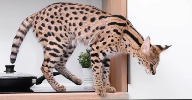 Grand Chat : Guide Complet des Races Géantes