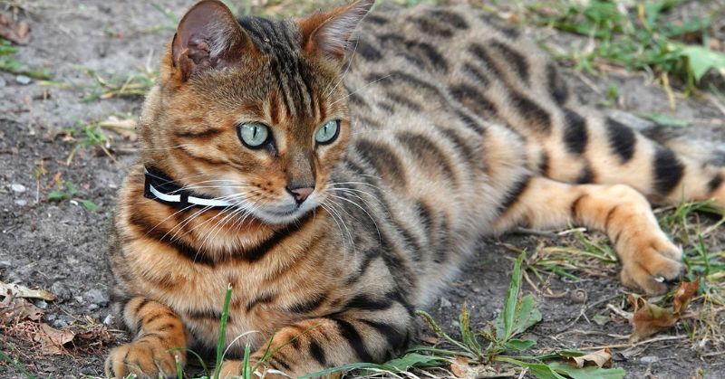 Grand Chat : Guide Complet des Races Géantes