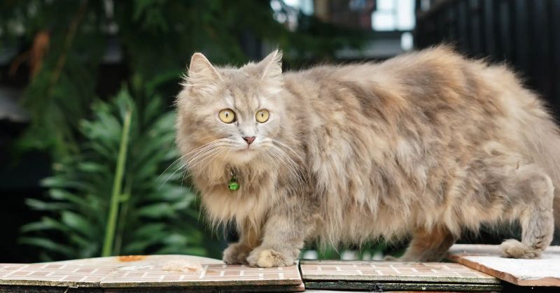 Grand Chat : Guide Complet des Races Géantes