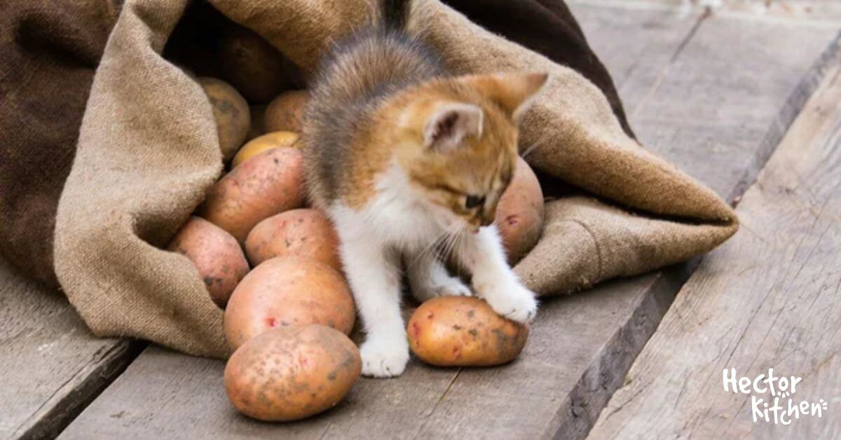 Pomme de Terre pour Chat : Aliment Bénéfique ou à Éviter
