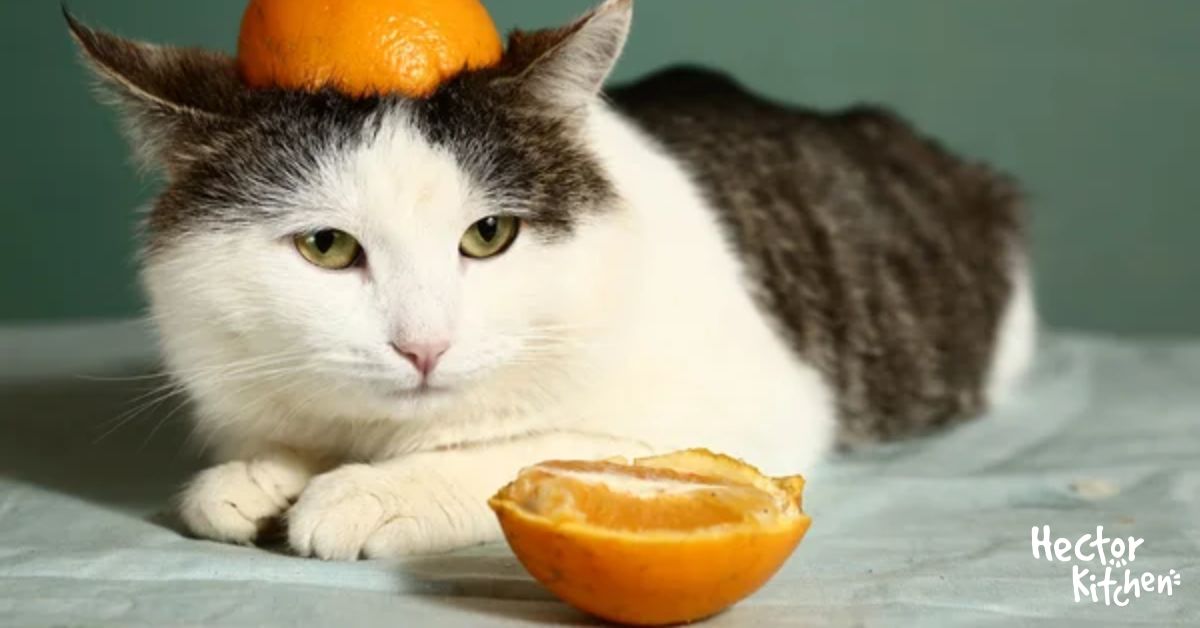Orange pour Chat : Bienfaits, risques et conseils essentiels